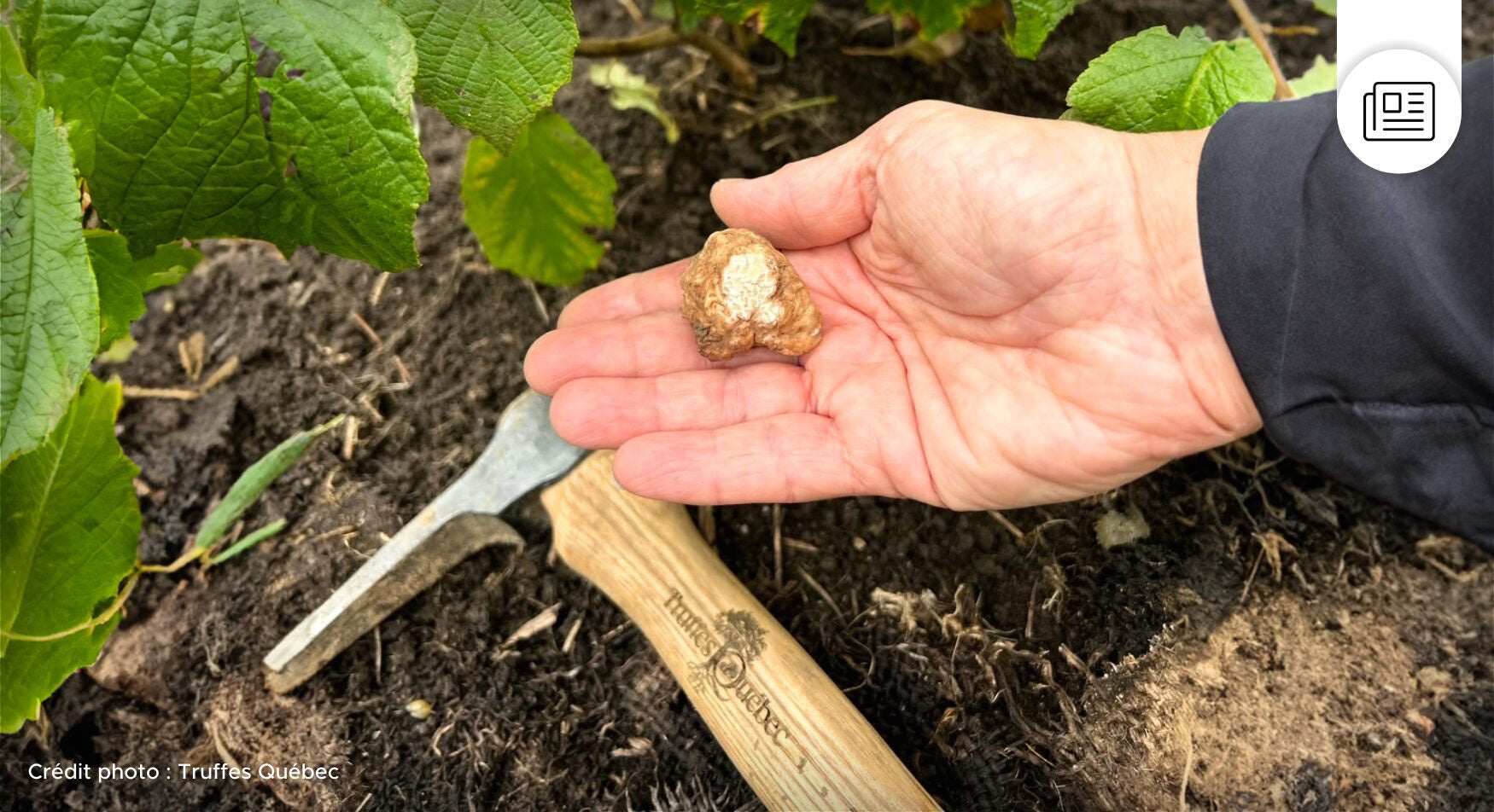 Truffes Québec is establishing local truffle cultivation: Production l