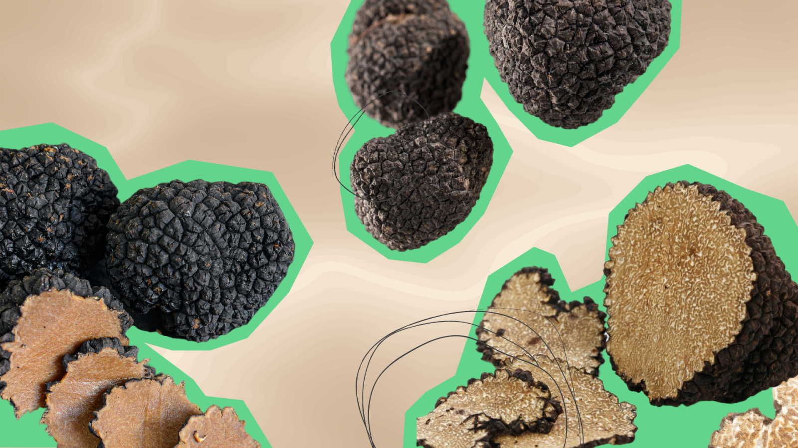 Des truffières québécoises qui poussent comme des champignons - Urbani ...