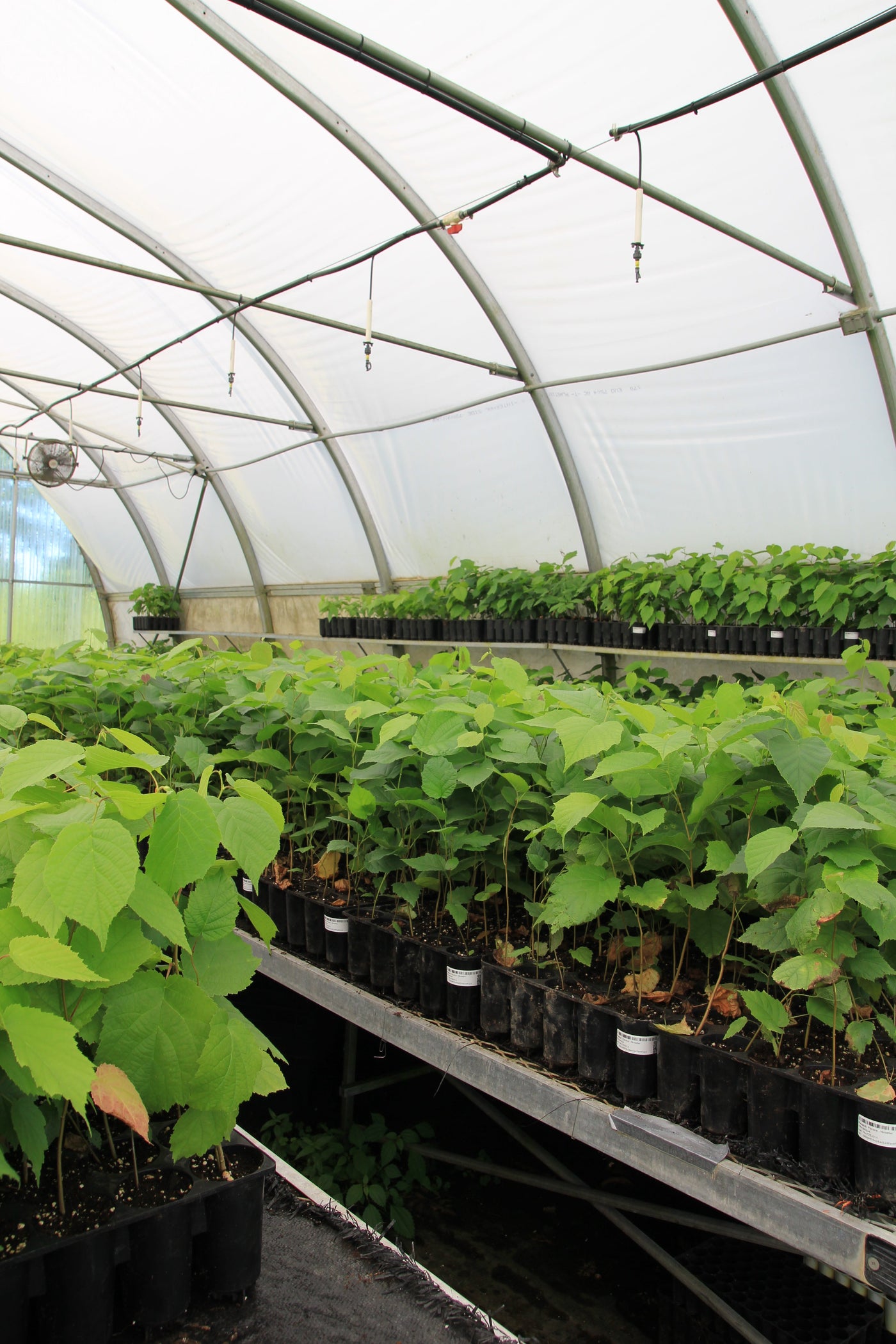 Our truffle trees - Truffles Quebec – Truffes Québec