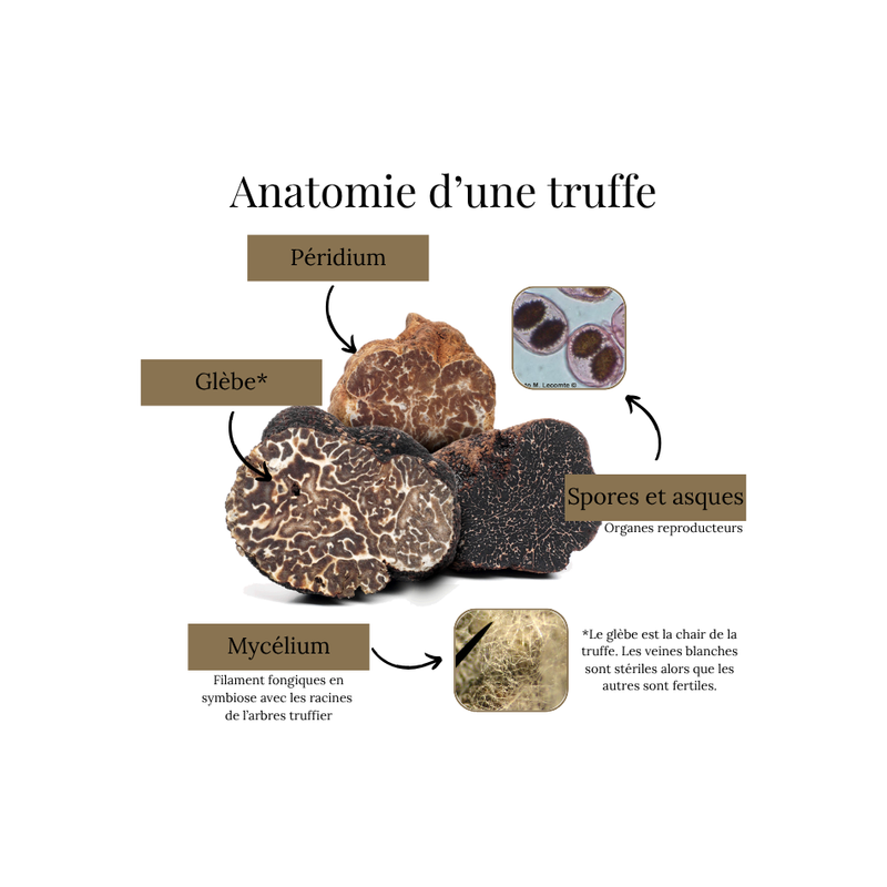 La culture de la truffe en Amérique-du-Nord – Truffes Québec