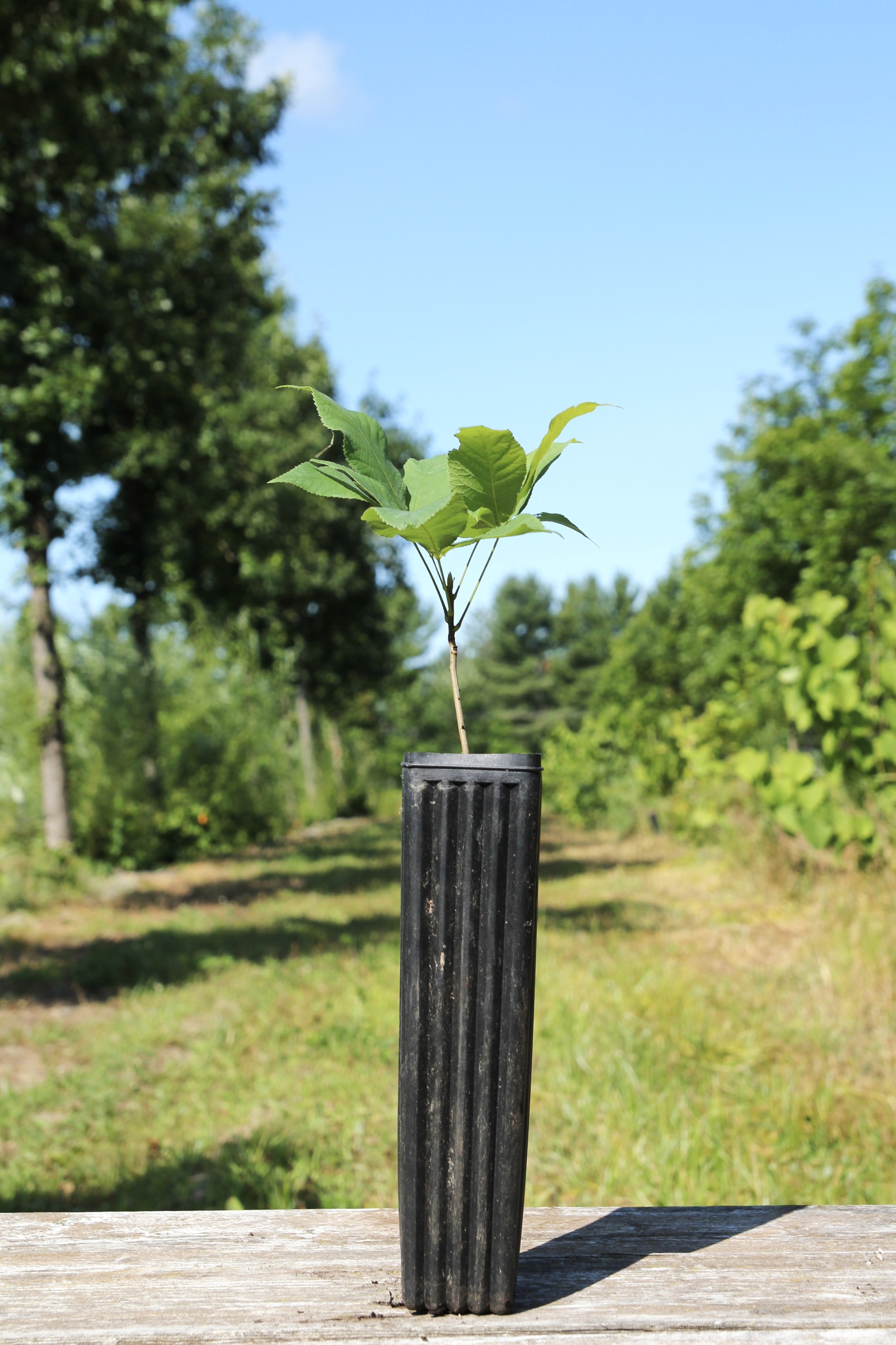 Caryer ovale – Truffes Québec