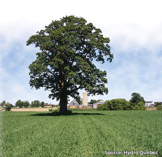 Chêne à gros fruits – Truffes Québec