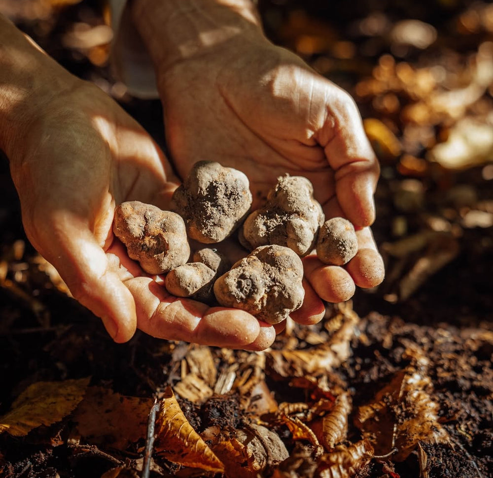 Truffes Québec - La référence en culture de truffe indigène