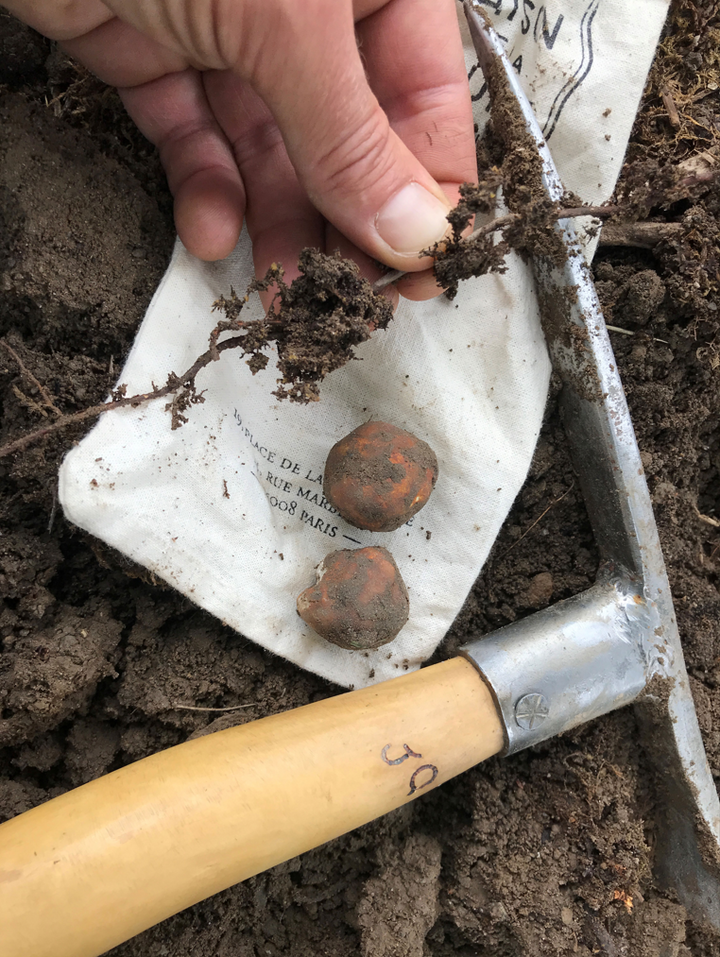 La culture de la truffe en Amérique-du-Nord – Truffes Québec
